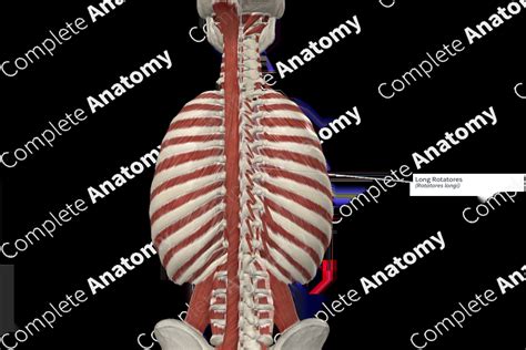 Long Rotatores Complete Anatomy