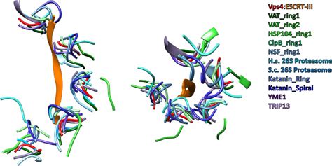 Superposition Of Vps4 And Other Aaa Atpase Structures Side And Top Download Scientific