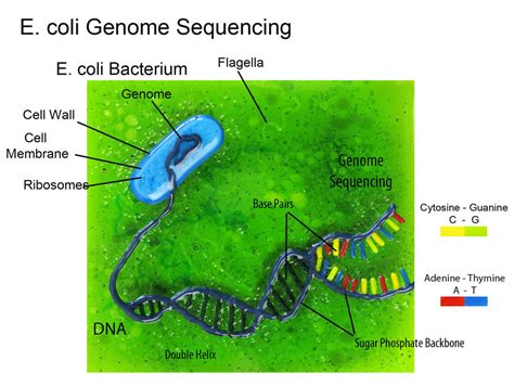 Genome Sequencing Of E Coli Bacteria By Trilobiteglassworks On Deviantart
