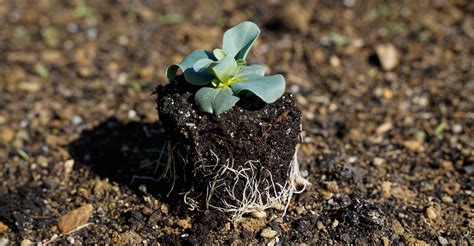 How To Grow Lisianthus Planting Growing And Caring For Lisianthus Flowers