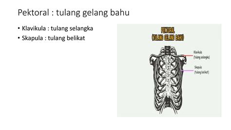 Anatomi Tulang Rangka Manusia Dn Organ Tubuh Pptx
