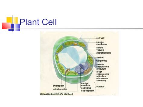 Introduction Cell Ppt