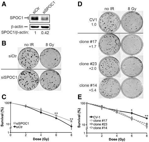 SPOC1 protein expression levels affect cell survival after γ-IR. (A ...