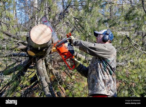A Man Using A Chainsaw To Cut A Tree Trunk Stock Photo Alamy