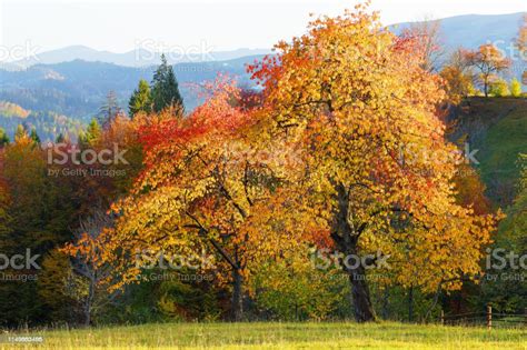 울창 한 숲과 높은 산에서 큰 잔디밭에 좋은 오렌지 색깔의 나무가 있다 믿을 맑은 날 장엄한가을 농촌 풍경입니다 그림 같은 리조트 카 르 파티 안 공원 우크라이나 유럽 0