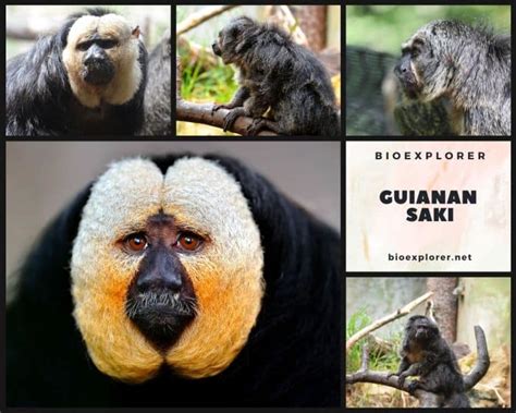 Guianan Saki Characteristics Pithecia Pithecia Facts Bioexplorer