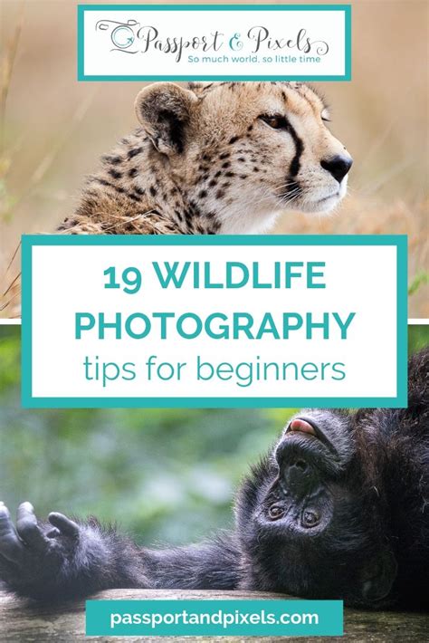 19 Easy Wildlife Photography Tips For Beginners