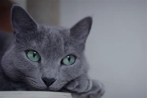Russian Cat Dbr