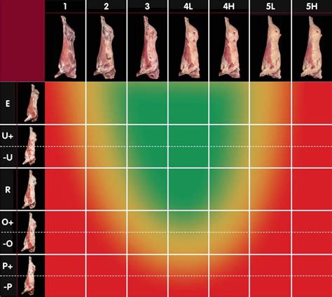 Exploring The Europ Grid Beef Carcass Classification In The Uk Ahdb