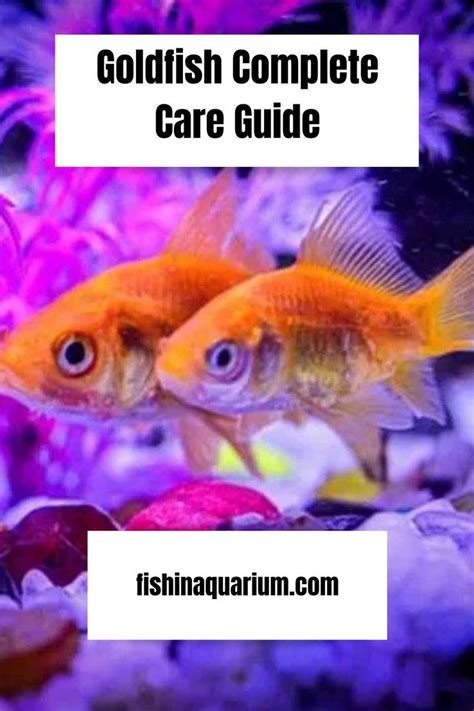 Goldfish Care Classification Breeding Fun Facts Artofit