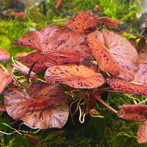 Nymphaea Zenkeri Red Tiger Lotus Apf Aquarium Plants Factory®