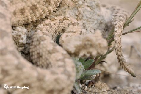 How To See The Wild Spider Tailed Horned Viper Pseudocerastes