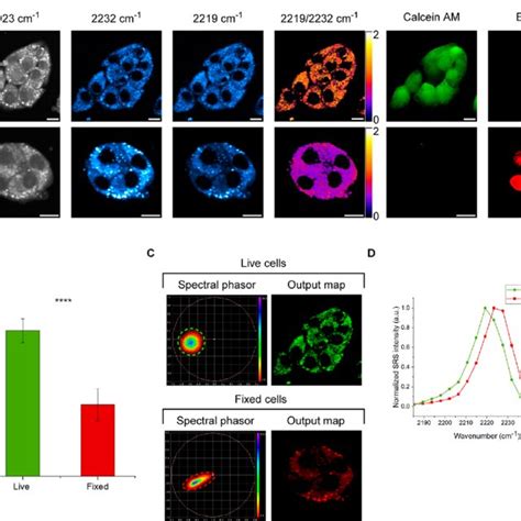 Assessment Of 4 As An Intracellular Esterase Sensor A Overlaid
