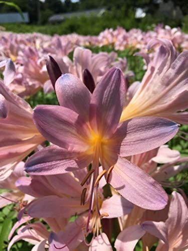 Bareroot Pink Spider Lily Surprise Lily Naked Lady Lily Resurrection Lily August Lily Raidanti