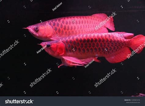 Types Of Asian Arowana