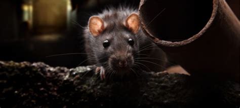 Common Pests In Crawlspace Critter Control Of The Triangle