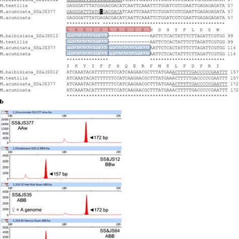 The Two Maternal Inheritance Identification Alleles From Ssr Marker