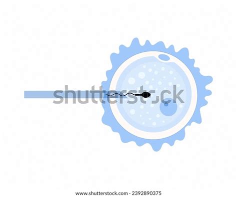 Vitro Fertilization Artificial Insemination Icsi Ovum Stock Vector