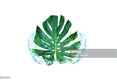 녹색 잎 물 확산 창 잎 몬스타 오블리카 매화 꽃 월프 Expilata 다시 배경 클리핑 부분에서 분리 개념에 대한 스톡 사진 및 기타 이미지 Istock