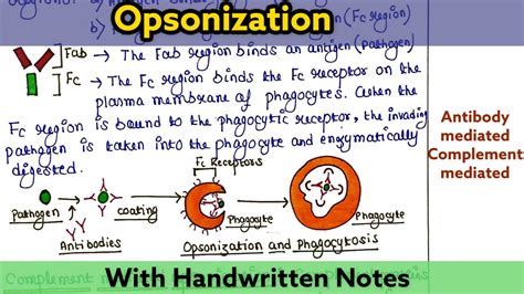 Antibody Opsonization