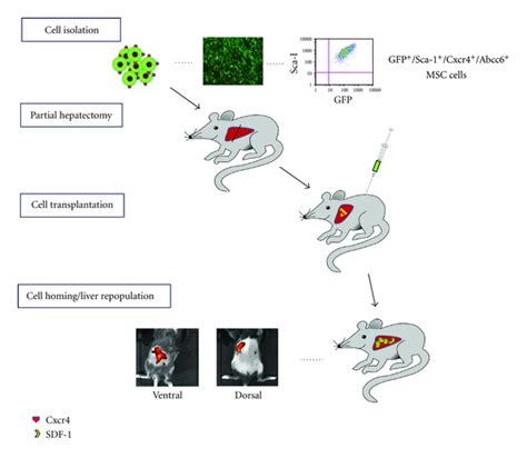 Schematic Depiction Of Liver Targeting Of Mscs Through Intrasplenic Download Scientific Diagram
