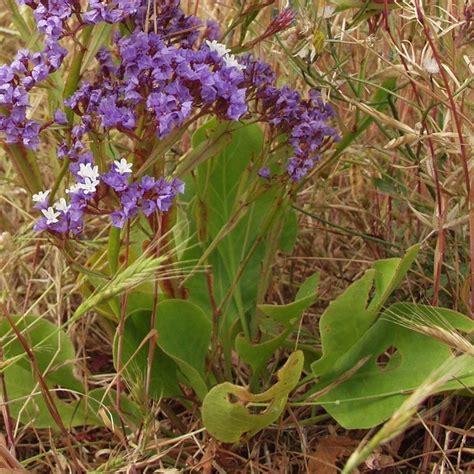 Seelavendel Limonium Perezii Ca 10 Samen Des Strandflieder