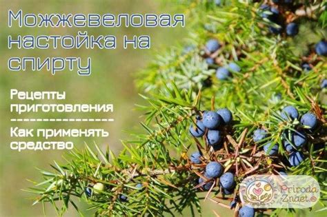 Можжевеловая настойка на самогоне - как настоять на ягодах?