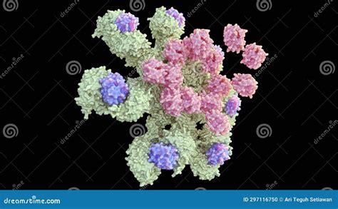 Process Of Caspase 9 Is Activated On The Apoptosome Complex Stock Illustration Illustration Of