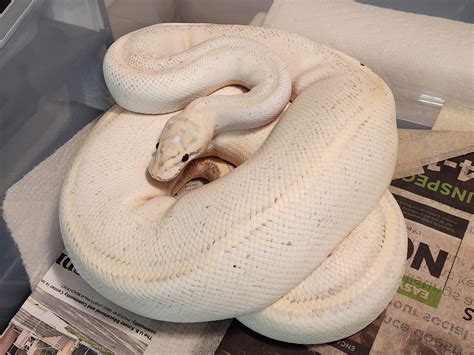 Puma Ball Python By Chung Reptiles Morphmarket