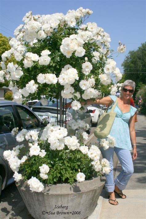 Plantfiles Pictures Floribunda Rose Iceberg Rosa By Pattyprerennial