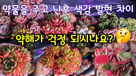 베란다 다육이 약물 방제후 약해 걱정 되시면 모습보시고 각자판단 하세요~~🌸용량 용법을 지키고 햇빛차단 필수😆 Youtube