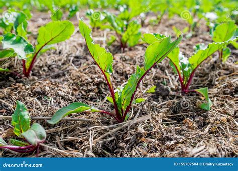 Raised Garden Bed With Green Beet Leaves Showing From The Ground Stock