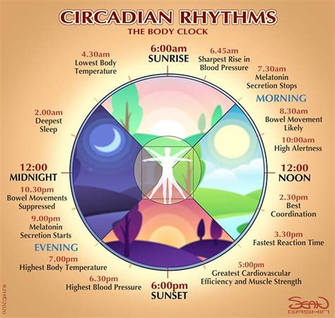Circadian Rhythms Circadian Rhythm Body Clock Rhythms