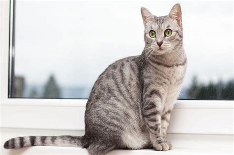 Grey Tabby Cat Everything You Need To Know