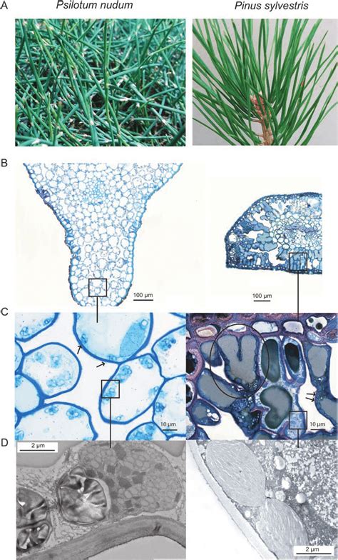 A B Photographs A And Cross Sections B Of Psilotum Nudum Left Download Scientific