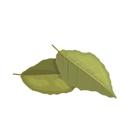 Bay Leaf Herb Cartoon Vector Illustration 17587210 Vector Art At Vecteezy