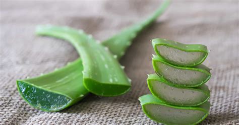 알로에 베라 젤 만드는 방법 및 피부 효능 가이드 알로에 베라 젤 만드는 방법 및 피부 효능 가이드