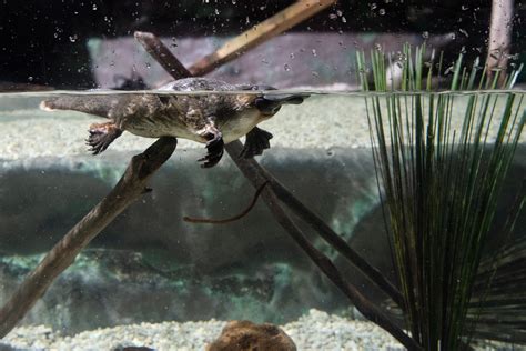 Cuteness Alert Theres A Platypus Live Cam At The San Diego Zoo