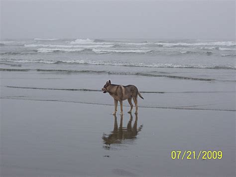Grayland Beach State Park A Washington State Park
