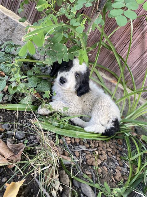 Pui De Catel Alb Cu Negru Adoptiicaini Ro