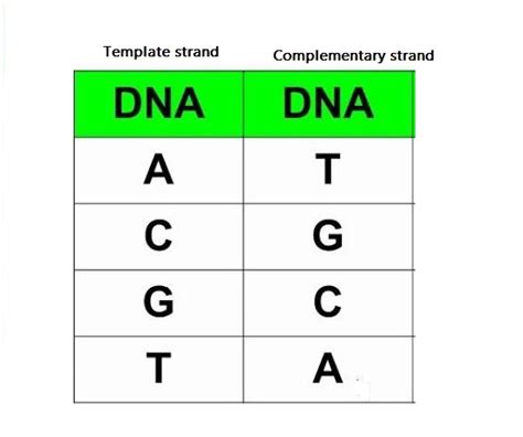 [Solved] fill in the table below by writing the complementary strand of DNA... | Course Hero