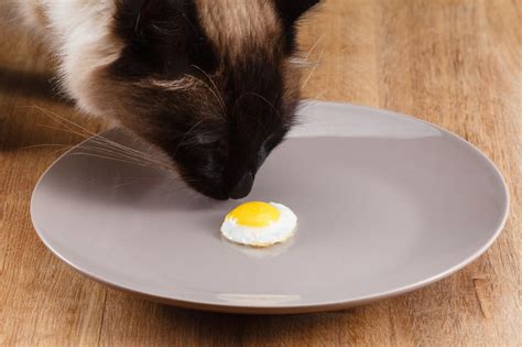 What Human Foods Can Cats Eat Ultimate Pet Nutrition