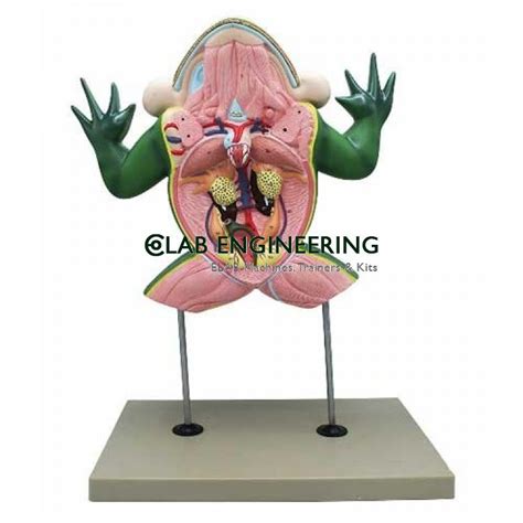Frog Dissection Model Manufacturers India Suppliers Uae Dubai