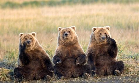 The Ultimate Bear Quiz Howstuffworks