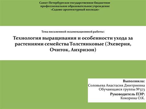 Технология выращивания и особенности ухода за растениями семейства Толстянковые Эхеверия