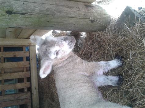 Lambie Valley Alpacas In Kent Alpacas Fashion Adoption Breeding