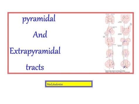 Tracts Of Spinal Cord 1 Pptx