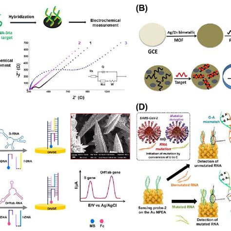 A Schematic Diagram Of Indicator Free Electrochemical Biosensor For Download Scientific