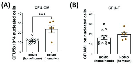 Quantification Of Bone Marrow Hematopoietic Stem Cells Cfu Gm And