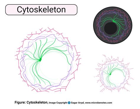 Cytoskeleton Diagram Labeled